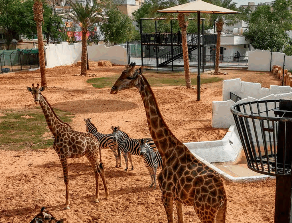 Free Riyadh Zoo 2025 opens today- Destination KSA