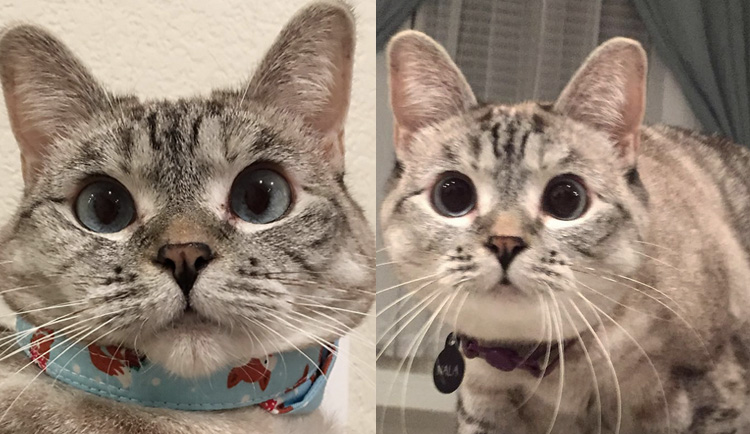 Meet Instagram's Most Famous Cat - She Has Over 2.5 Million Followers ...