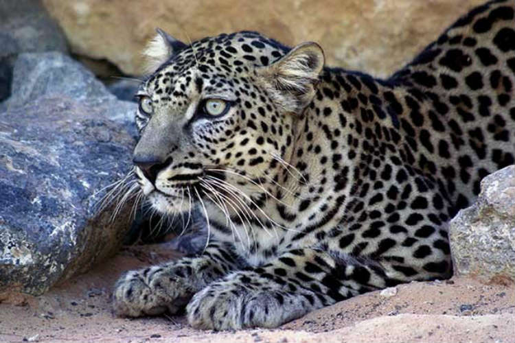 9 Endangered Animals in Saudi Arabia You Must Know