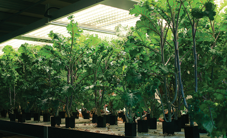 The Green Revolution: Jana Farm