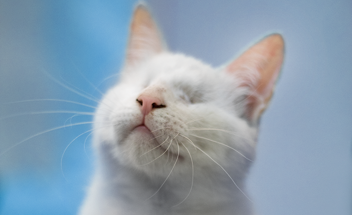 stray cats in saudi arabia | cat rescue jeddah - Destination KSA