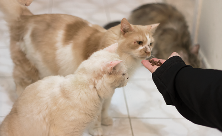 stray cats in saudi arabia | cat rescue jeddah - Destination KSA