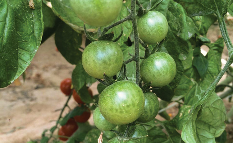 Being Responsible with Your Food - Destination KSA